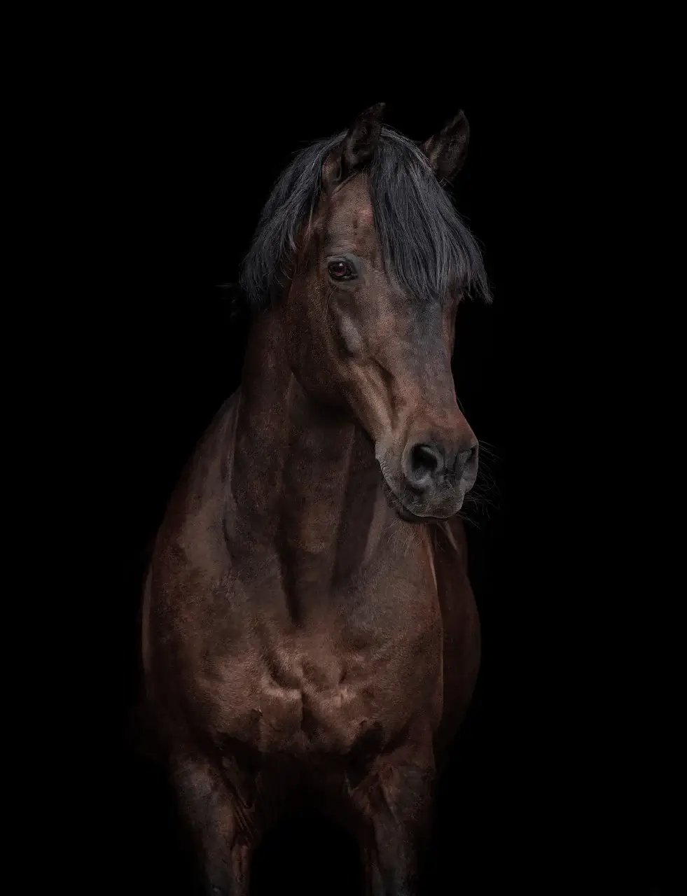 Blogs, tutorials, webinars about objective gait analysis for equine vets